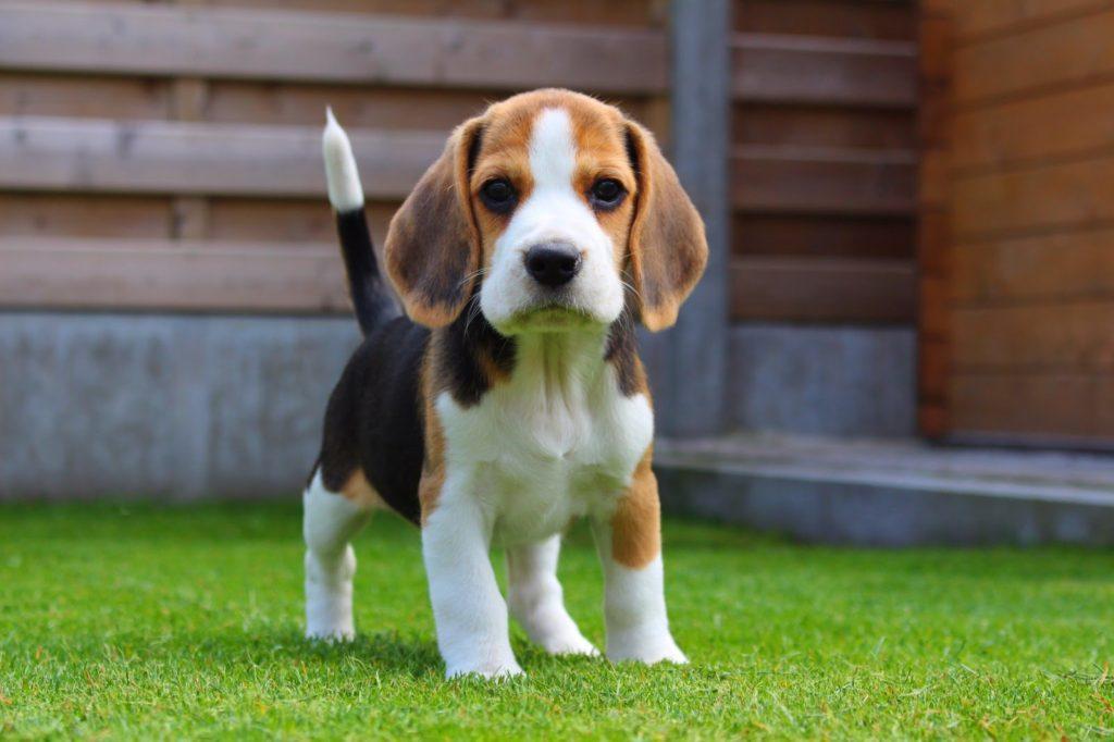 Le Beagle : caractère, santé, prix de ce chien de chasse